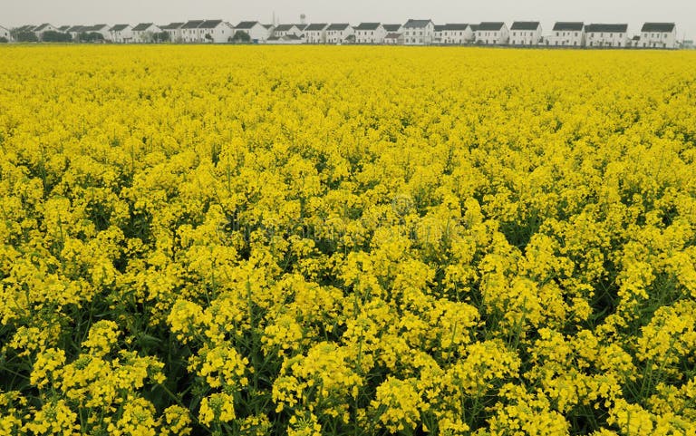 Flower in Spring Suzhou China Stock Photo - Image of pagoda, green ...
