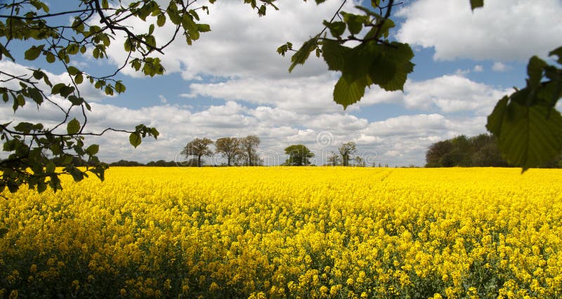 / Mustard Seed Field Landscape Stock Photo - Image of flower, blue ...