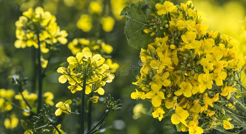Rapeseed plant stock image. Image of southern, rapeseed - 30961169