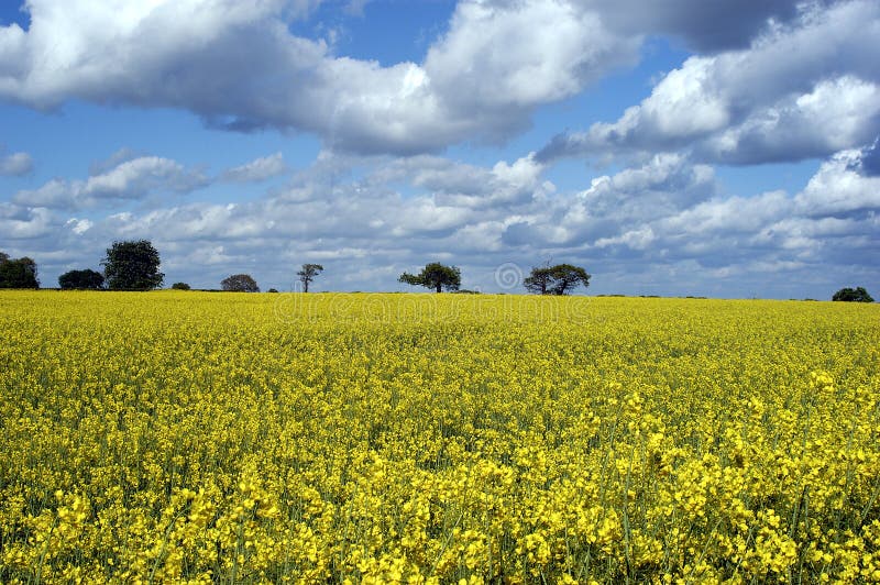 Seed field stock image. Image of spring, colourful, seed - 119085