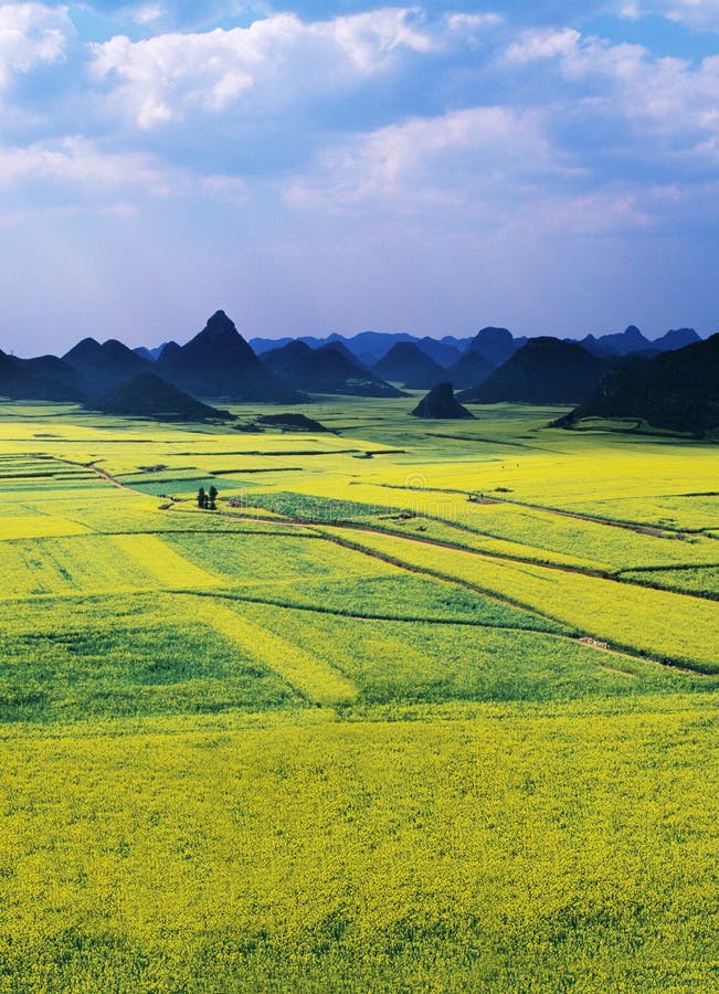 Seed field stock image. Image of agriculture, destinations - 15574639