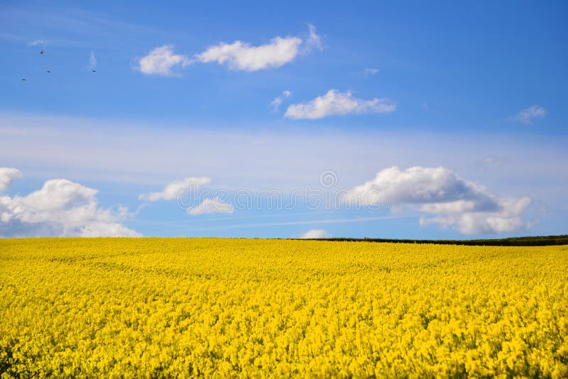 Seed field stock image. Image of blue, diesel, fields - 31484095