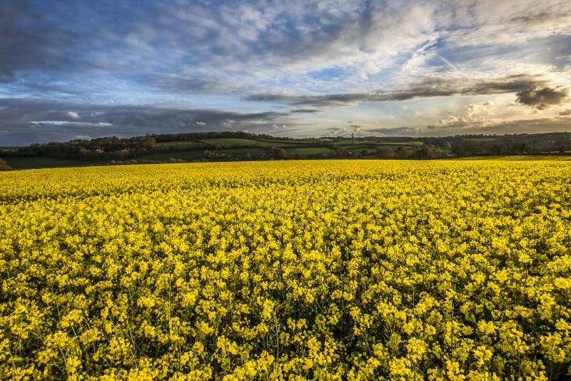 Seed field, cornwall, uk stock photo. Image of spring - 53446880
