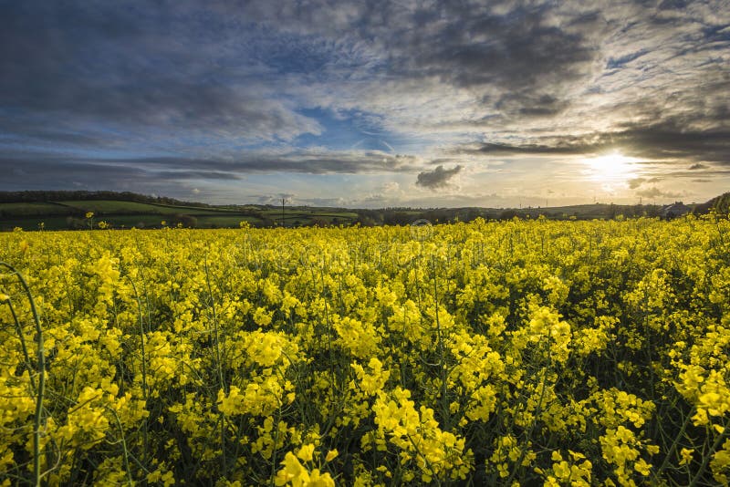 Seed field, cornwall, uk stock image. Image of spring - 53446949