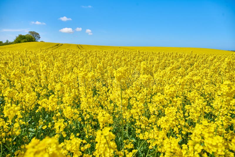 Seed field stock image. Image of canola, fields, country - 147638937