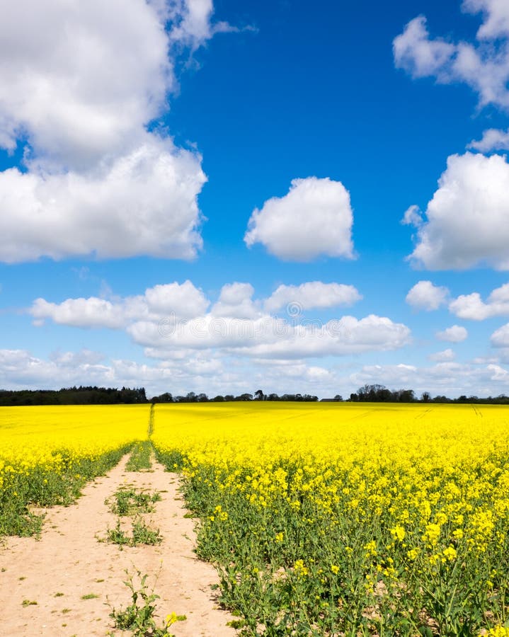Seed Field in Bloom Nr Avebury Wiltshire UK Stock Photo - Image of ...