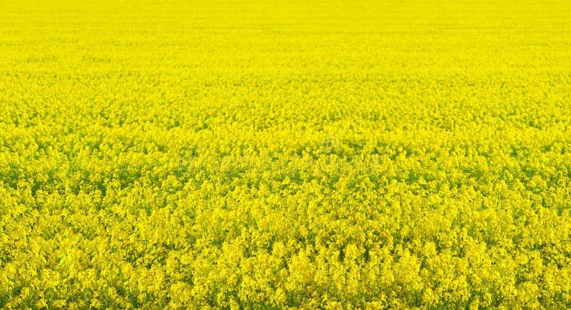 Seed field stock photo. Image of fluffy, seeded, england - 30103798