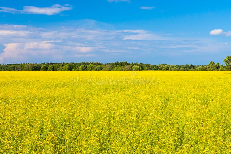 Seed field h stock photo. Image of cloud, clear, growth - 38207002