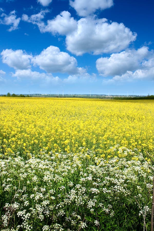 Seed Field in Bloom Nr Avebury Wiltshire UK Stock Photo - Image of ...