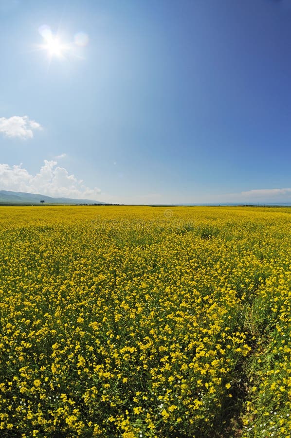 Seed field under blue sky stock photo. Image of crop - 25931816