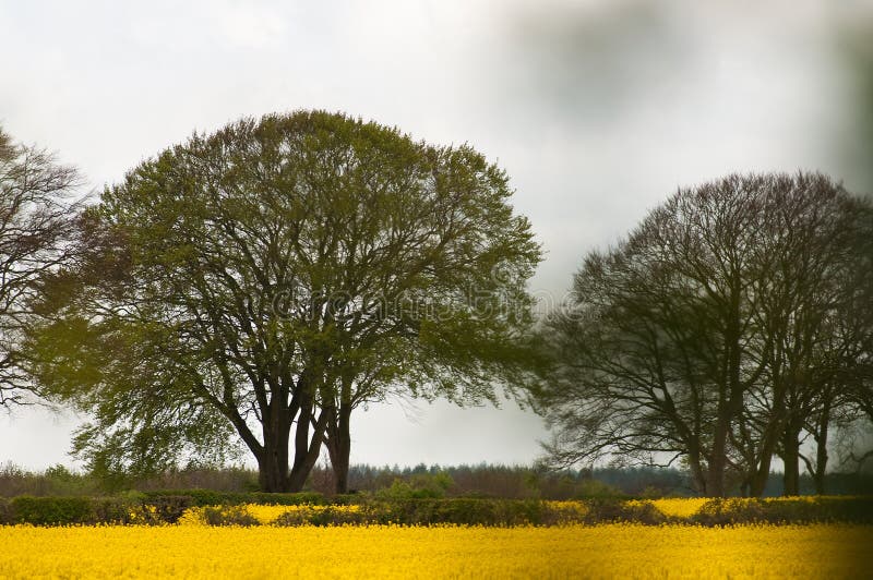 Seed Oil Bio Crop Grows Around Trees and Hedges Stock Photo - Image of ...