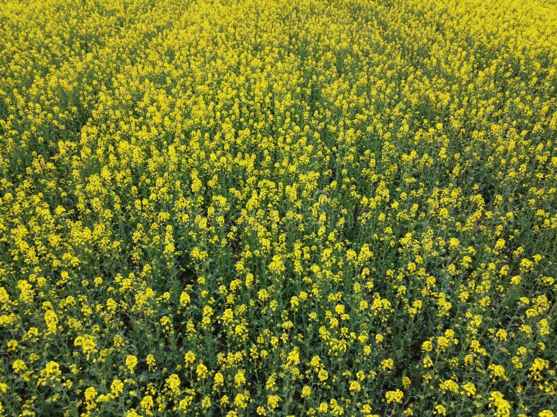 Seedlings on a Farm Field. Blooming Rapeseed, Top View Stock Image ...