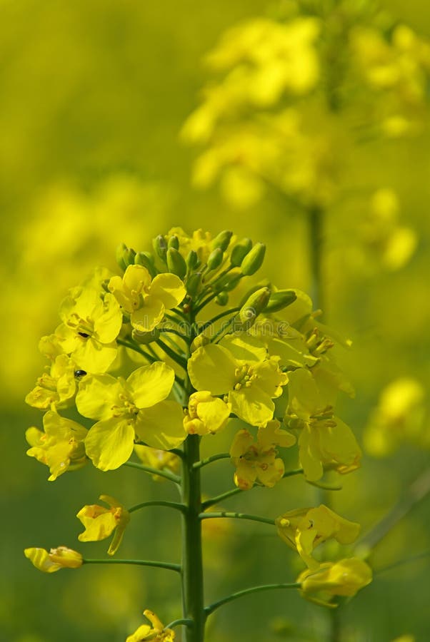 Rapeseed 02 stock image. Image of canola, oilseed, rapaseed - 5026863
