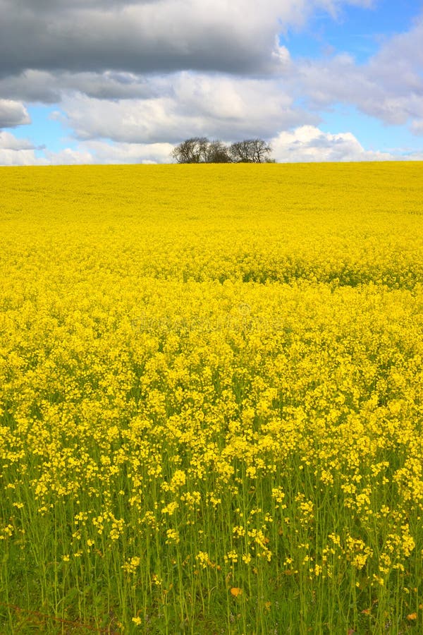 Rapeseed 2 stock image. Image of clouds, farm, climate - 121121