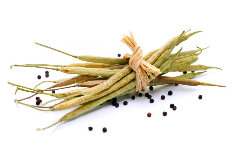 Rapeseed stock image. Image of bowl, food, rapeseed, colza - 32680583