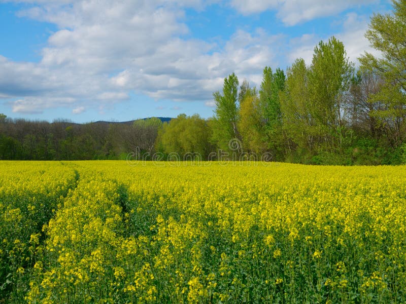 Rapeseed stock photo. Image of agriculture, field, leaf - 25988768