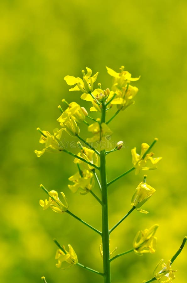 Rapeseed stock photo. Image of field, blowing, clear - 28681440