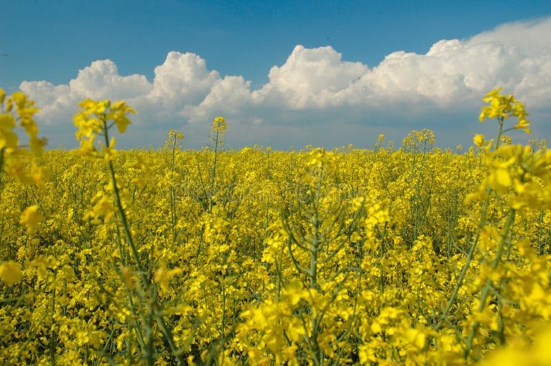 Rapeseed stock photo. Image of genetically, beautiful - 5192466