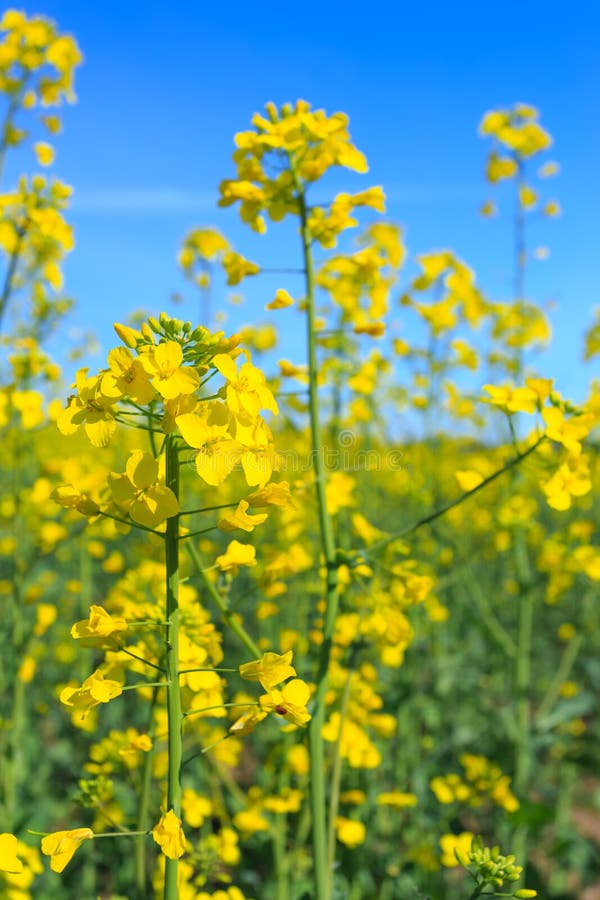 Rapeseed Photos Stock - Téléchargez 29,209 Photos libres de droits