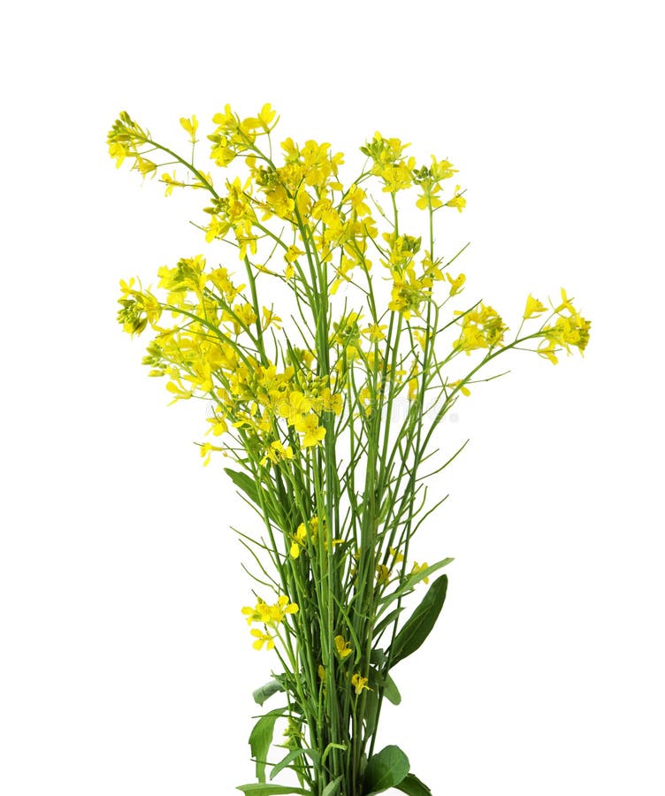 Rapeseed flower stock image. Image of nature, seed, rapeseed - 9439609