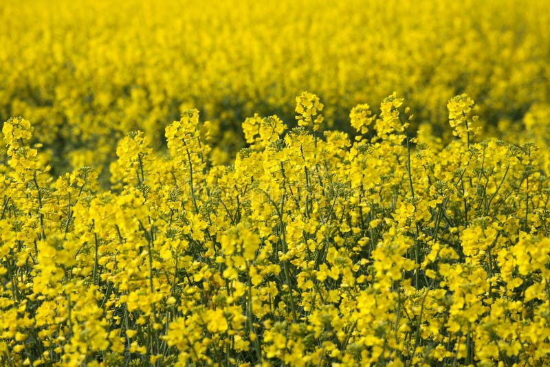 Rapeseed bloom stock photo. Image of fields, seed, agricultural - 36643898