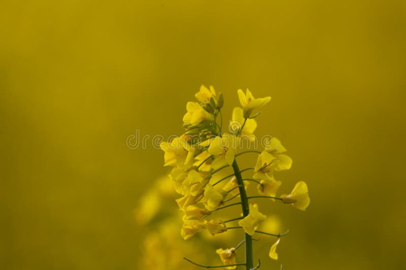 Rapeseed Blossom in the Field at Dawn Stock Image - Image of flowers ...
