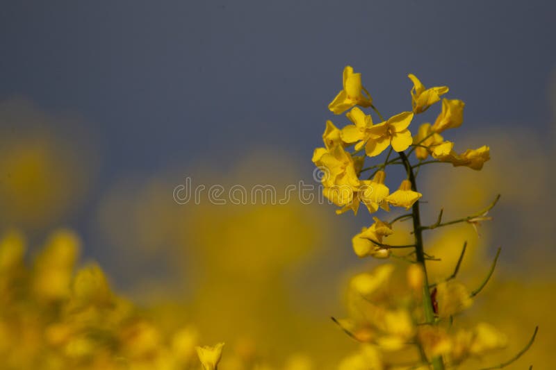 Rapeseed Blossom in the Field at Dawn Stock Image - Image of blooming ...