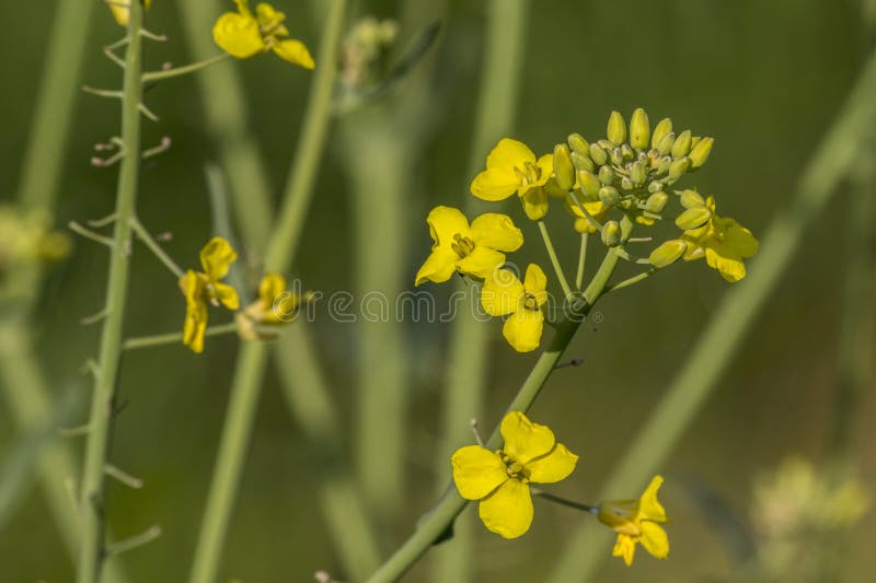 Rapeseed (Brassica napus stock image. Image of field - 282861285