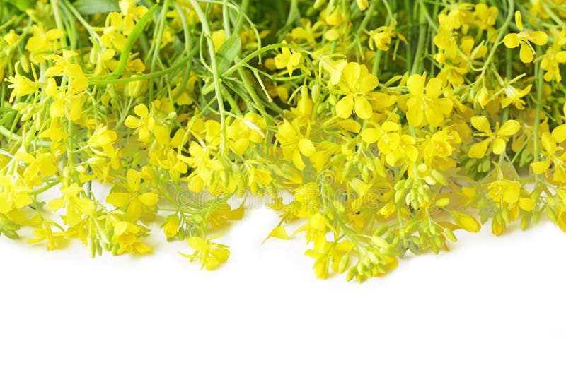 Rapeseed Bundle stock photo. Image of closeup, bloom - 11802686