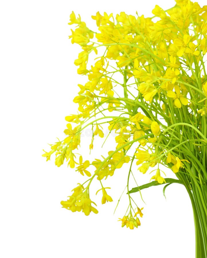 Rapeseed Bundle stock photo. Image of mustard, blooming - 12044050