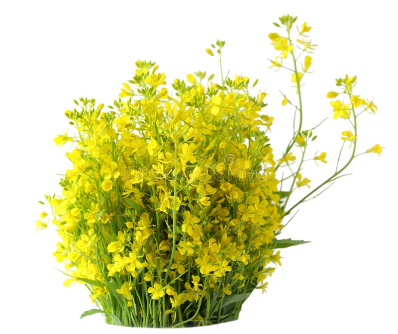 Rapeseed flower stock image. Image of nature, seed, rapeseed - 9439609