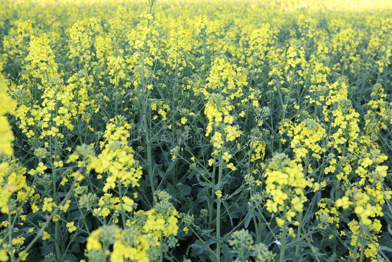 Rapeseed, Canola, Mustard Plant, Yellow Stock Image - Image of crop ...