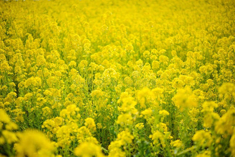 Canola plantation stock photo. Image of blooming, yellow - 29838410