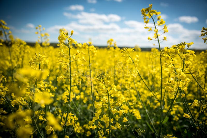 Rapeseed, Canola, Yellow, Mustard Plant Stock Image - Image of ...