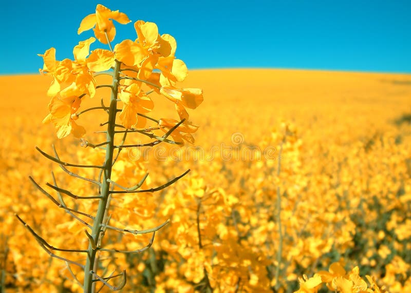 Rapeseed field stock image. Image of flowers, golden, farm - 2895