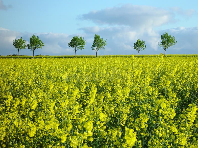 Rapeseed field stock photo. Image of bright, horizon, tree - 4200