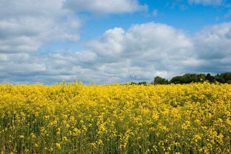 Rapeseed field stock photo. Image of clouds, nature, rapaseed - 14499828