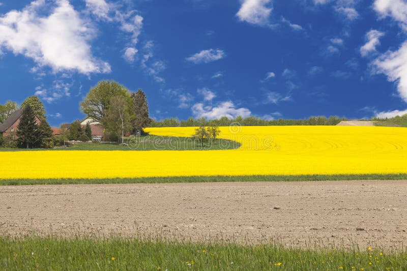 Rapeseed field stock photo. Image of flower, biodiesel - 24602670