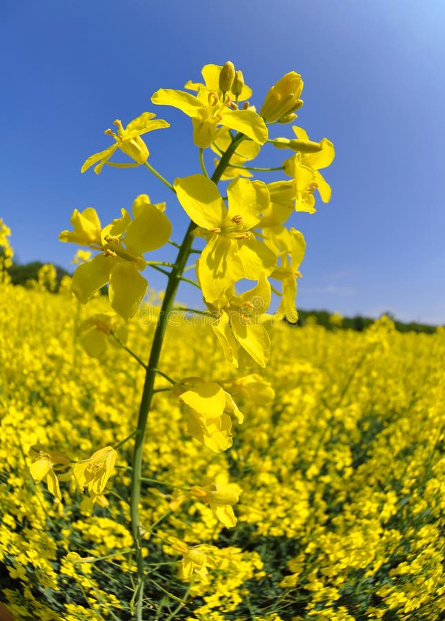 Rapeseed field stock image. Image of season, fuel, freshness - 24660401