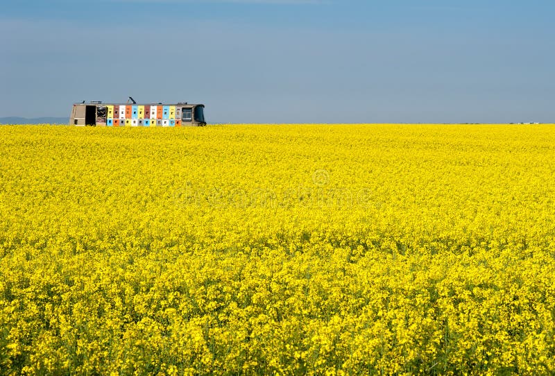 Rapeseed field stock photo. Image of grow, bloom, blossom - 24924286