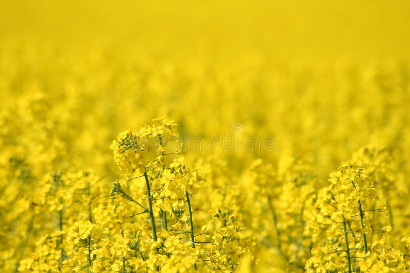 Rapeseed field stock image. Image of flowers, golden, farm - 2895
