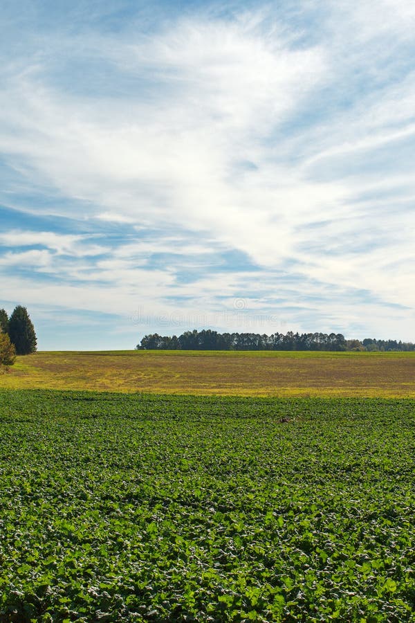 Rapeseed field in autumn. stock photo. Image of farm - 34165042