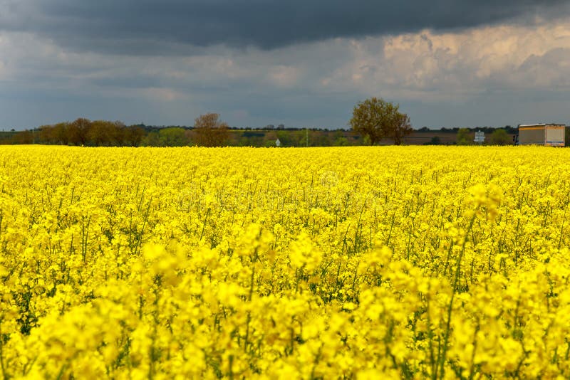 Rapeseed Field in Bloom with Blue Sky Stock Photo - Image of natural ...
