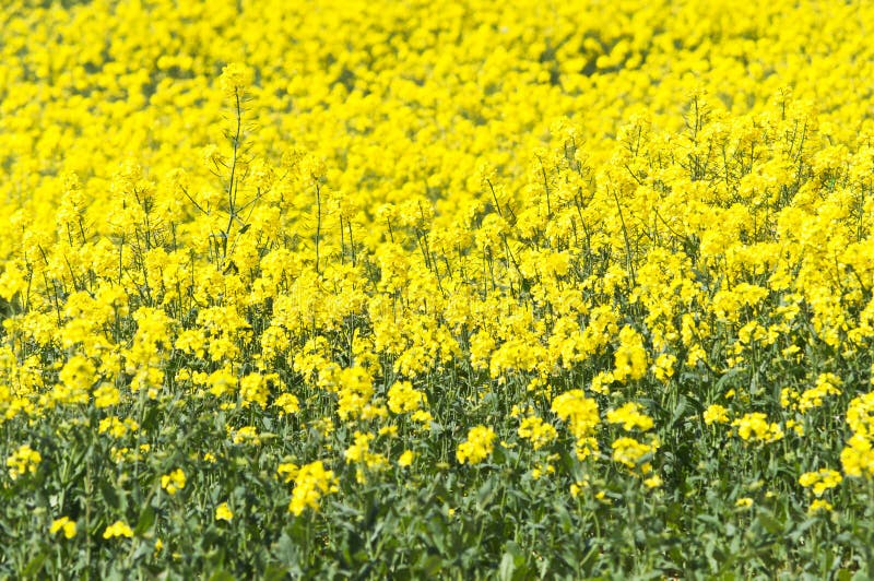 Rapeseed field in bloom stock image. Image of plant - 153796617