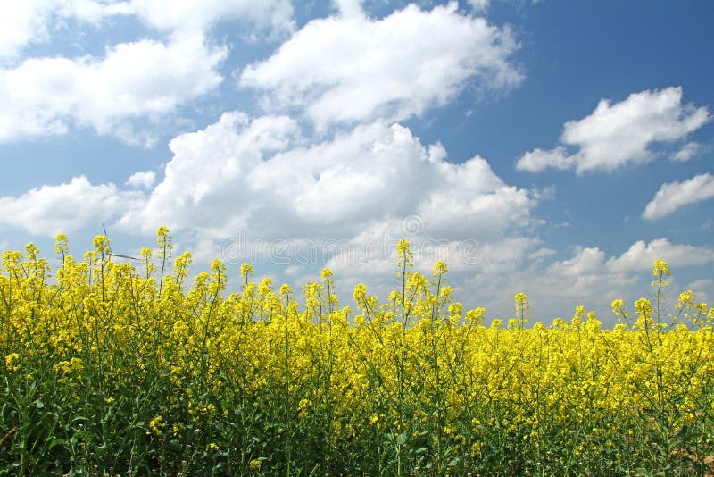 Rapeseed field stock photo. Image of field, biodiesel - 25153668