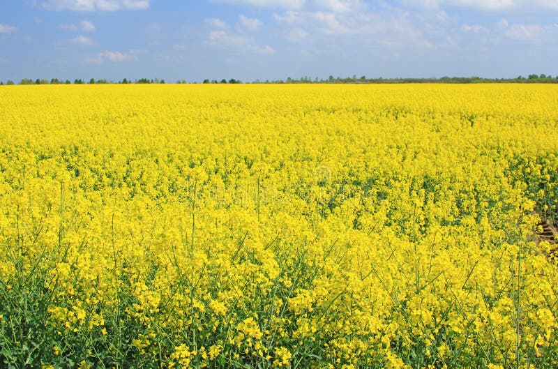 Rapeseed field stock image. Image of flowers, clouds - 62550741