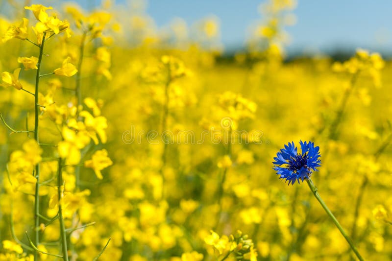 Rapeseed Field with Bright Blue Cornflower in Yellow Background. Stock ...