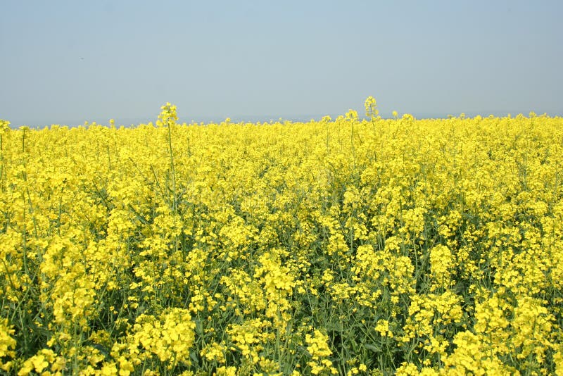 Rapeseed Field stock photo. Image of fields, landscape - 84225952