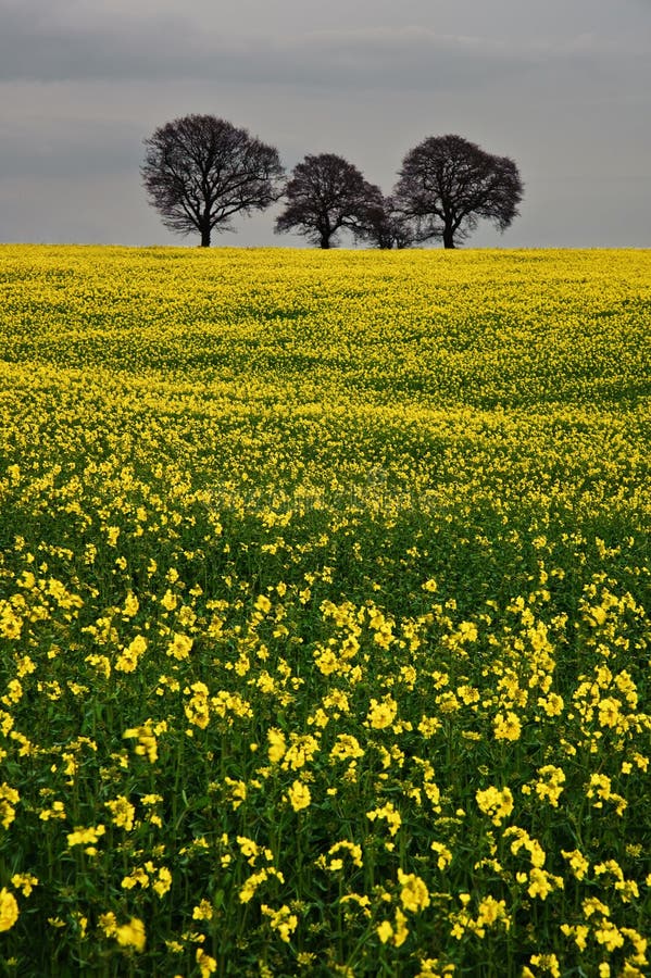 Oak Tree in Early Spring - England Stock Image - Image of scenic, field ...