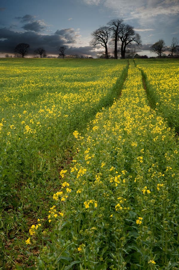 Rapeseed Field Contryside Landscape Stock Image - Image of dusk ...